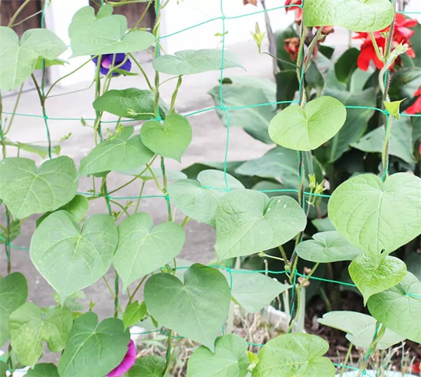 Agricultural plastic plant climbing support net - Plant Support Netting ...
